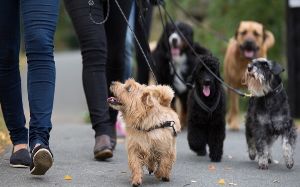 Promenadkurs 1 - övningar för promenad med hunden | Basic Center