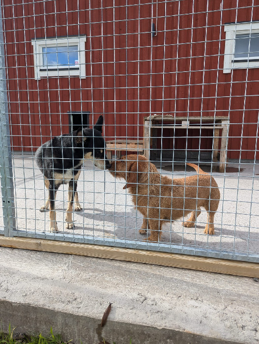 Hundpensionat - Litet och personligt hundpensionat | Basic Center